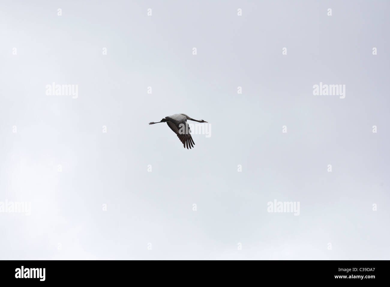 Flying crane europe hi-res stock photography and images - Alamy