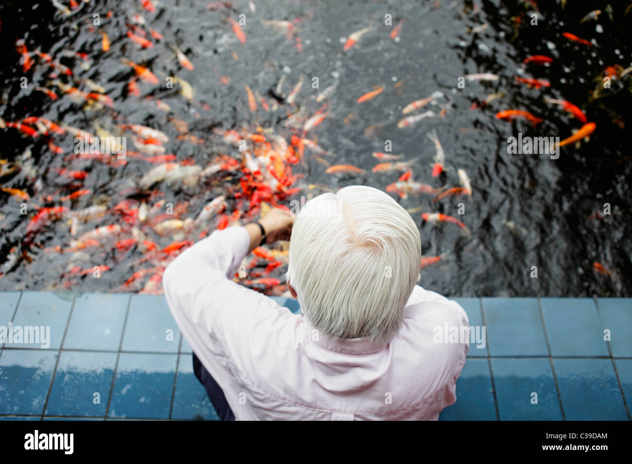 Top view of old man feeding Koi fish Stock Photo - Alamy