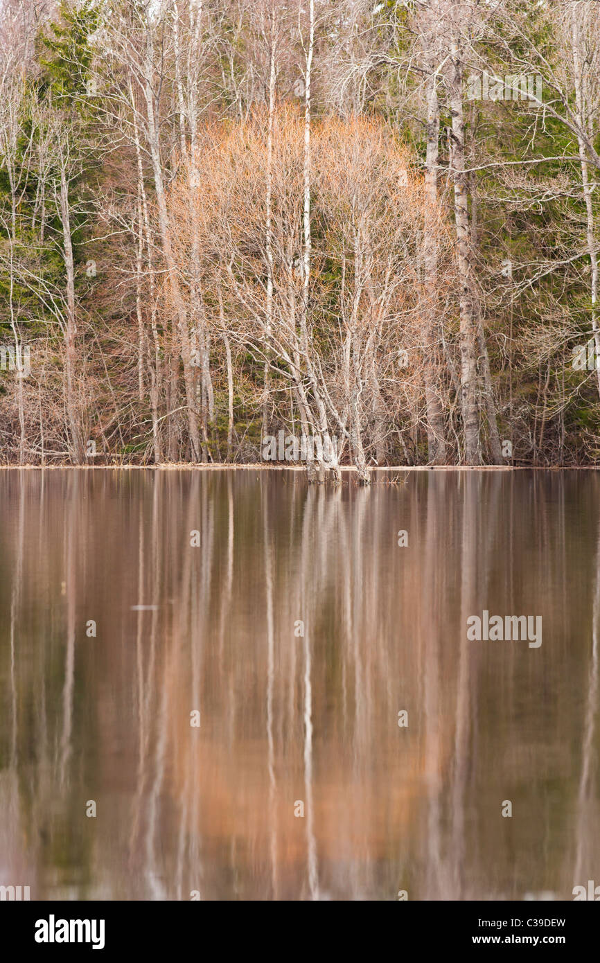 Grey alder hi-res stock photography and images - Alamy