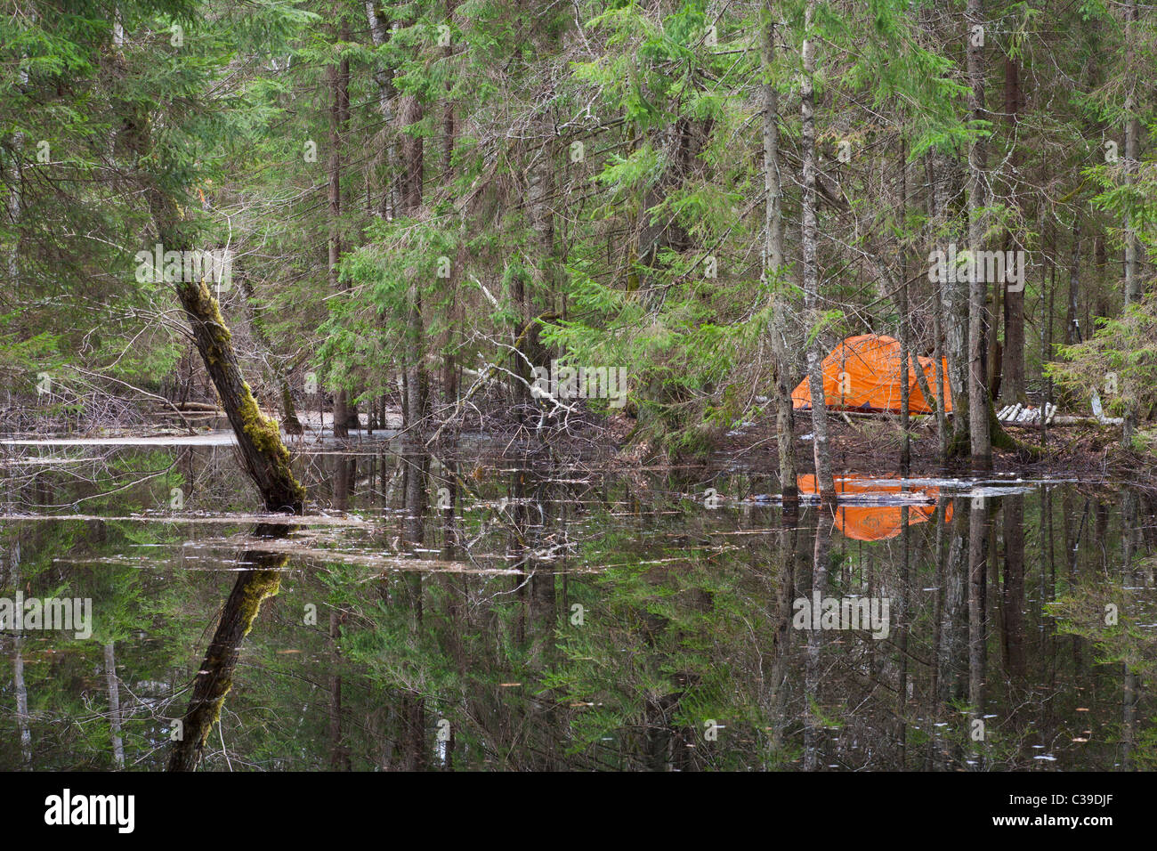 Tent in flooded woodland Stock Photo - Alamy