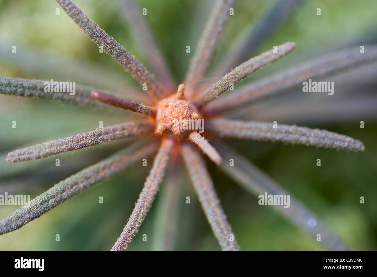 Labrador tea leaves hi-res stock photography and images - Alamy