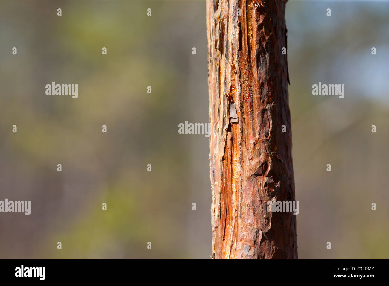 Scots pine food plant hi-res stock photography and images - Alamy