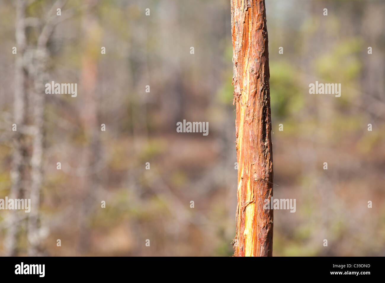 Moose damage on scots pine trunk Stock Photo - Alamy