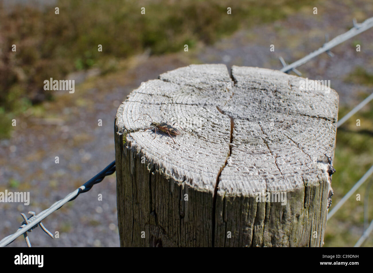 A wooden post supporting a barbed wire fence Stock Photo - Alamy
