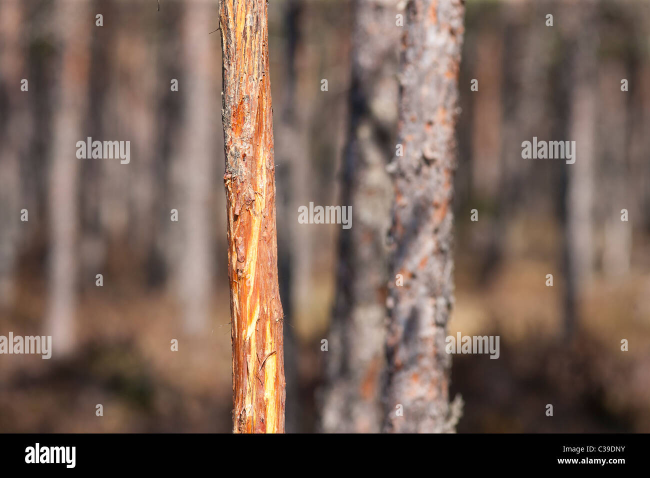 Moose damage on Scots pine trunk Stock Photo - Alamy