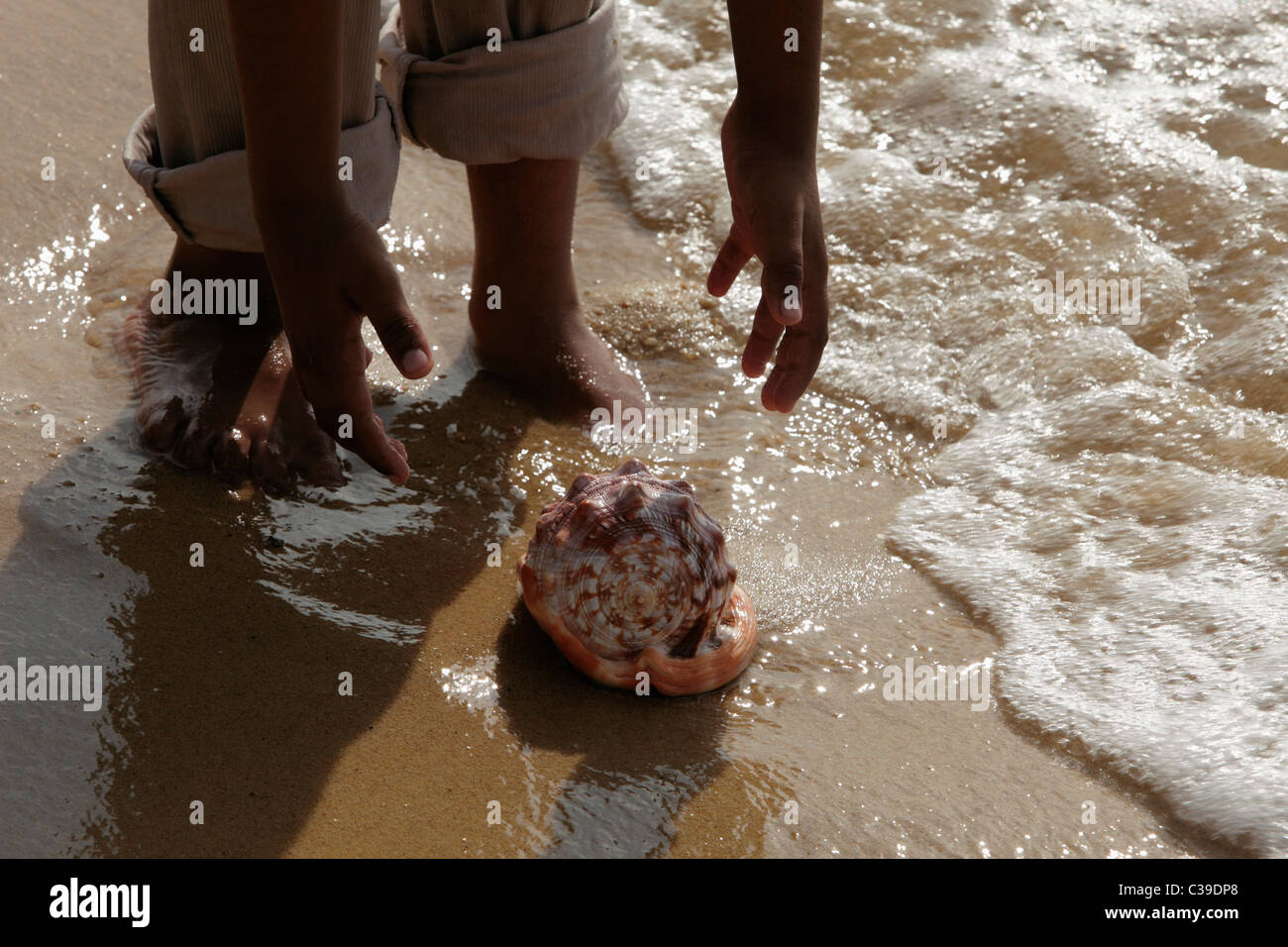 Shell shadow hi-res stock photography and images - Alamy
