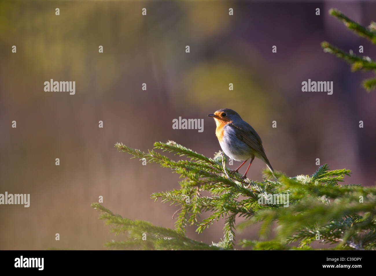 Sprucee hi-res stock photography and images - Alamy