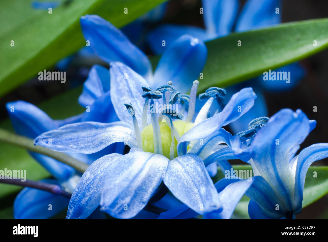 Blue snowdrop hi-res stock photography and images - Alamy