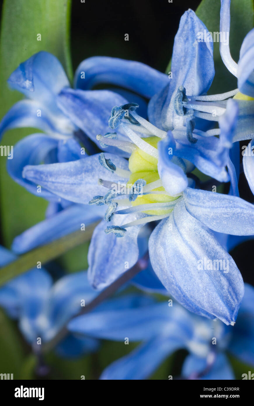 Blue snowdrop hi-res stock photography and images - Alamy