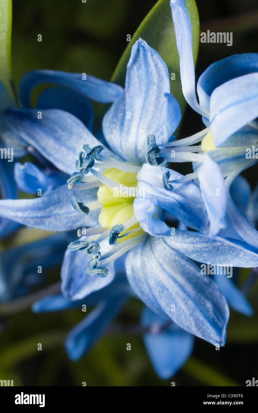 Macro of blue snowdrop Stock Photo - Alamy