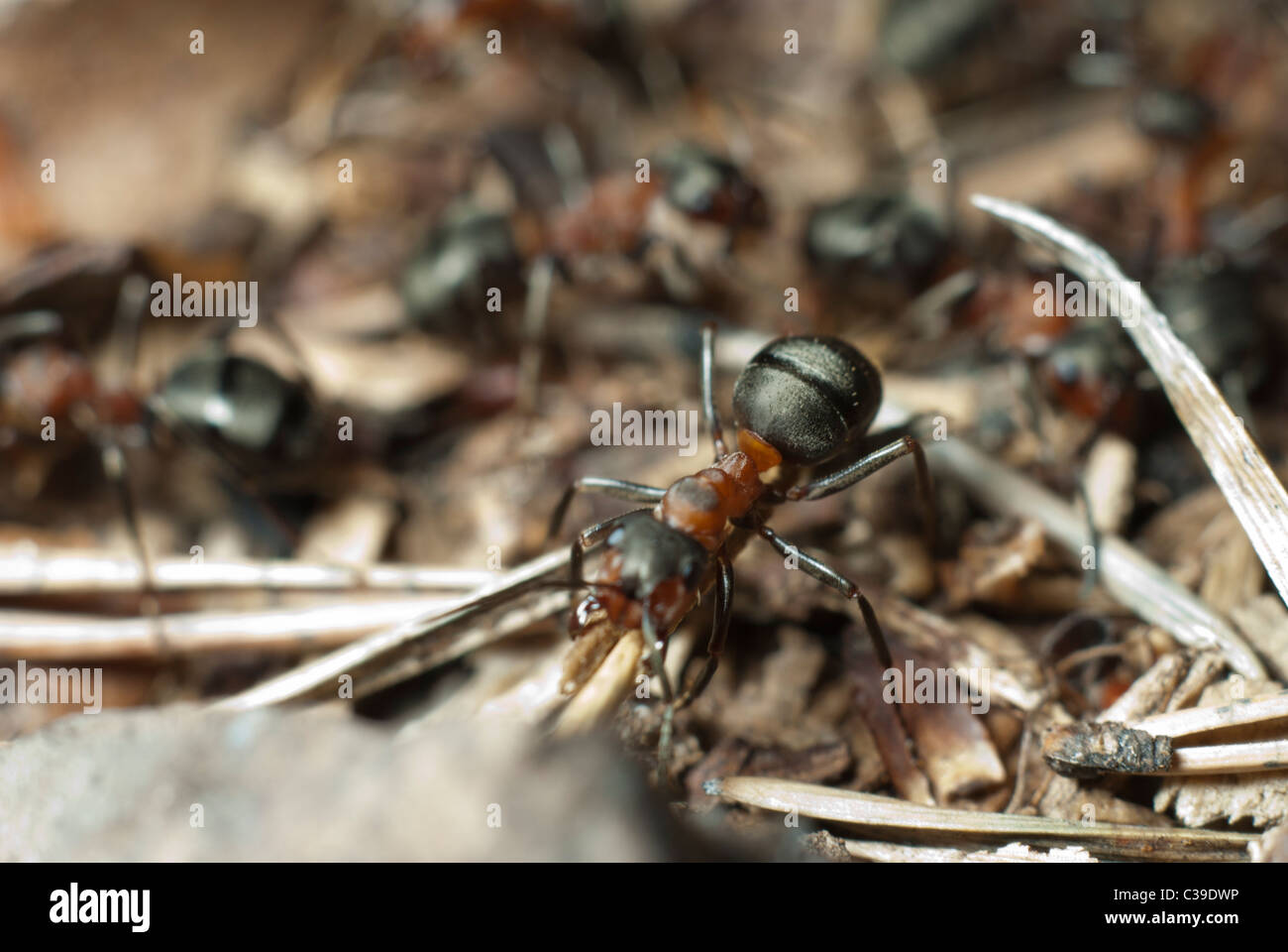 Ants Colony High Resolution Stock Photography and Images - Alamy