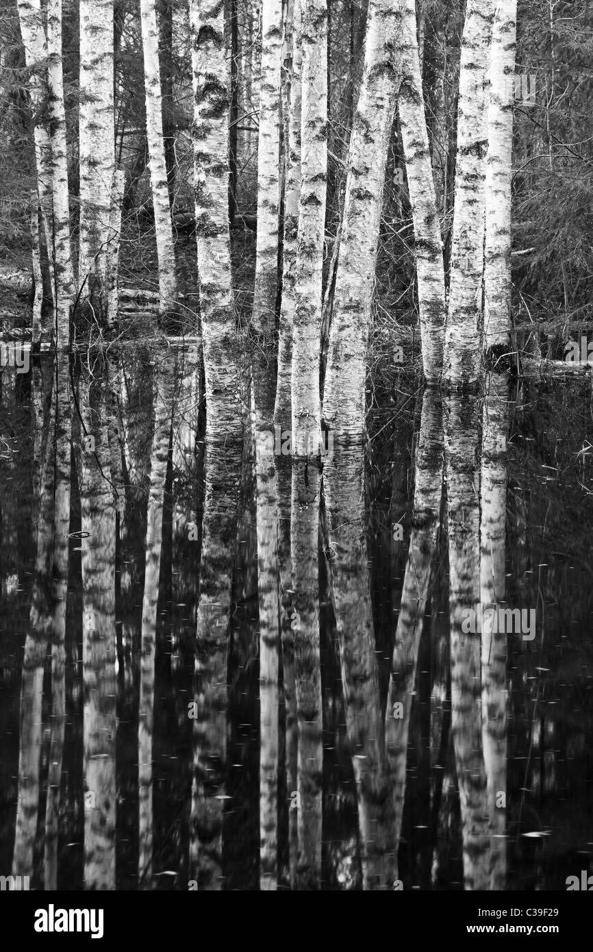 Tree trunk birch on Black and White Stock Photos & Images - Alamy