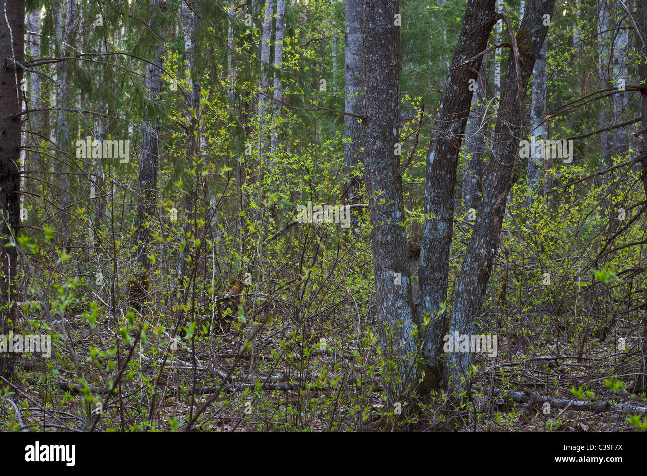 Alder forest in spring hi-res stock photography and images - Alamy