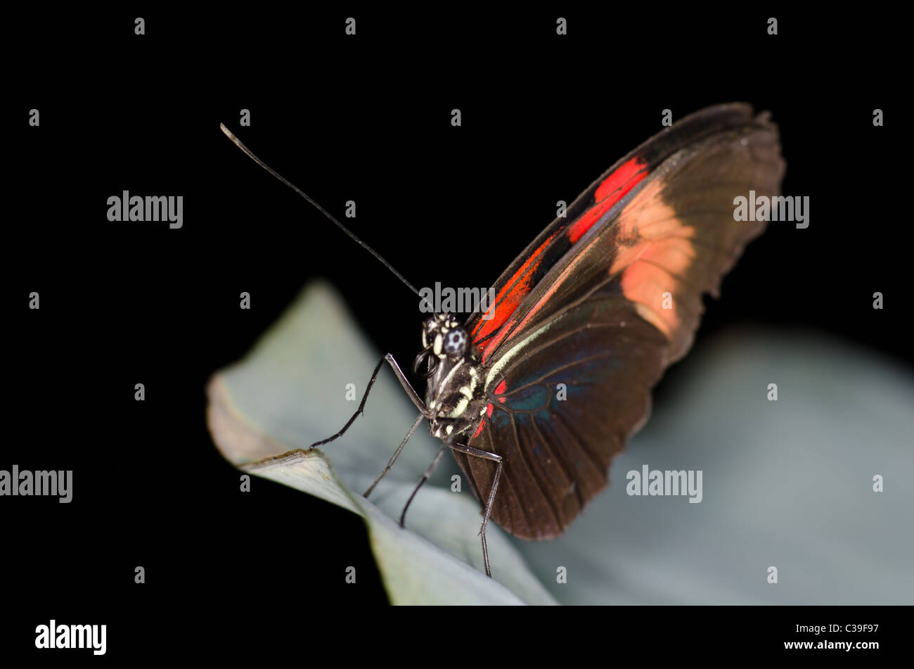 butterfly about to take off Stock Photo - Alamy