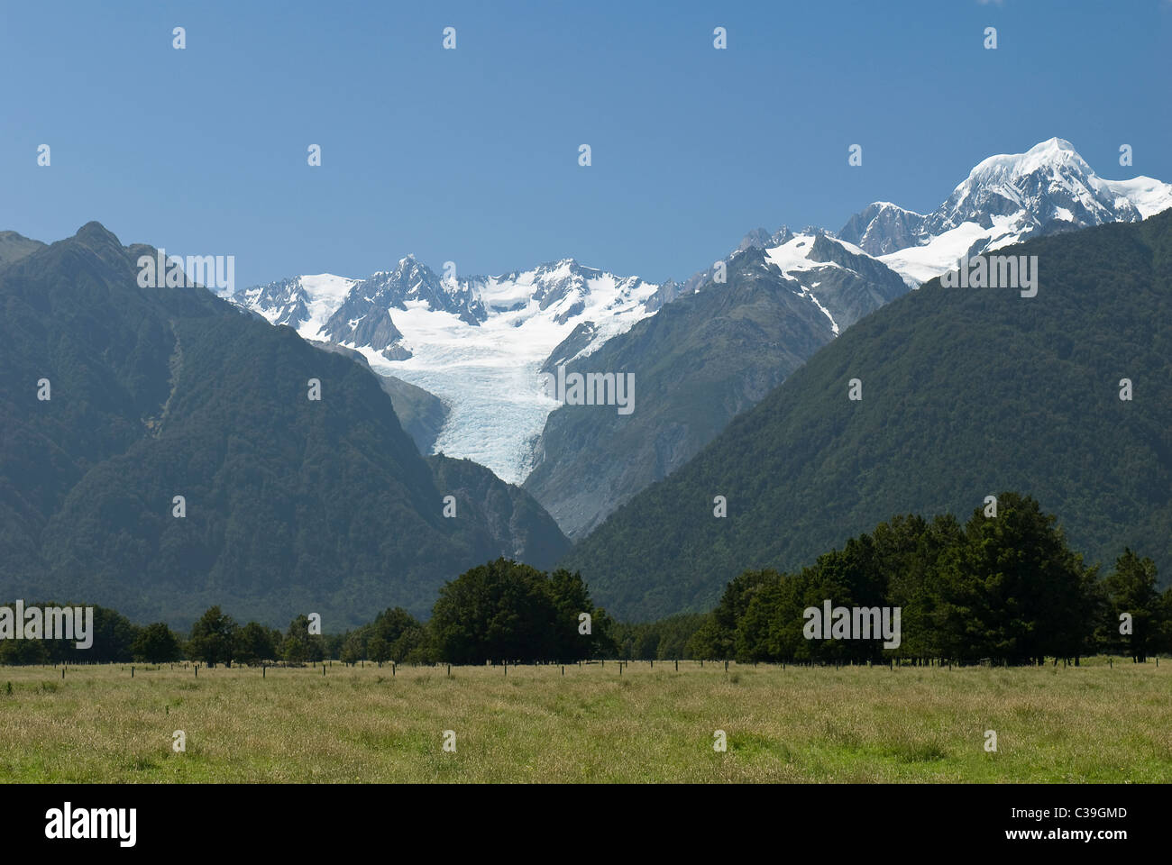 Fox Glacier with Mount Tasman to the right of the picture, grasslands ...