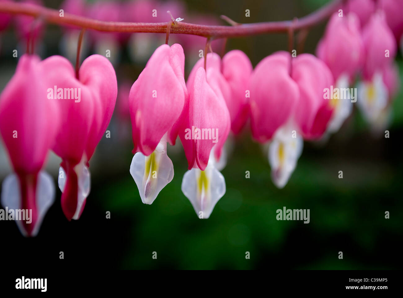 Bleeding heart flower hi-res stock photography and images - Alamy