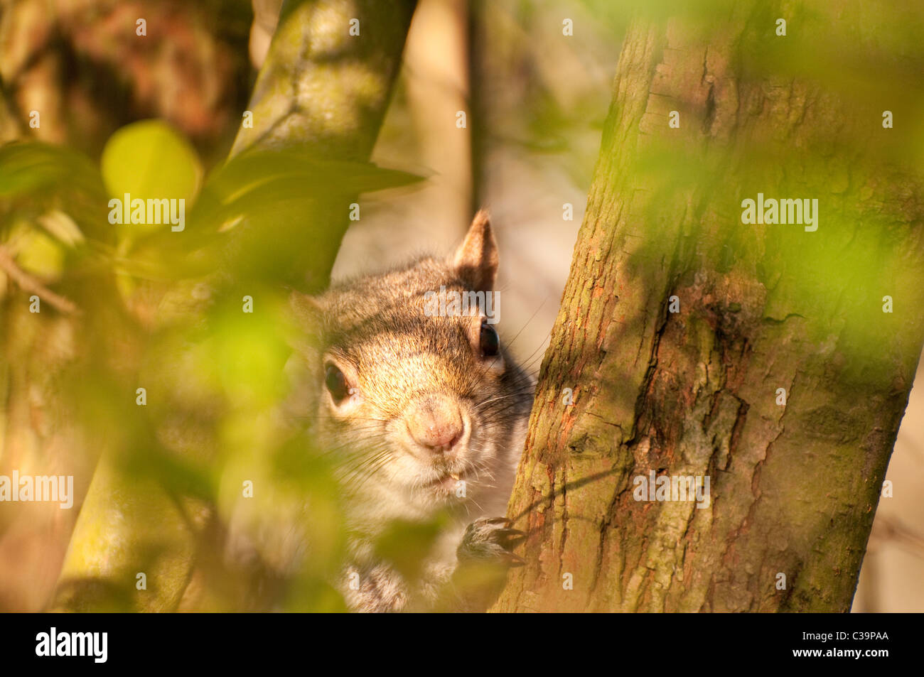 hiding grey squirrel Stock Photo - Alamy