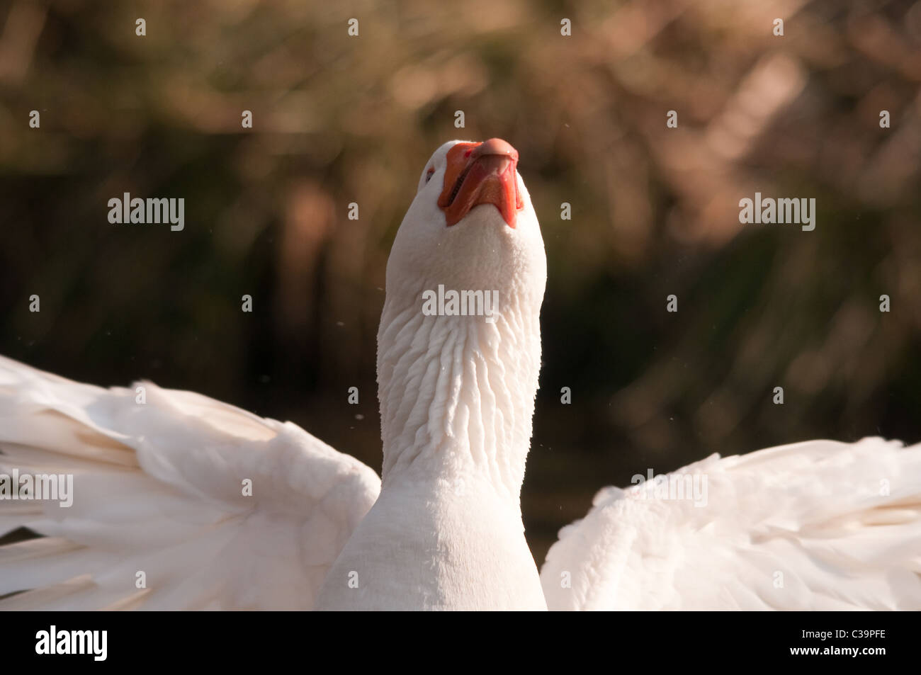 Embden geese during mating Stock Photo - Alamy