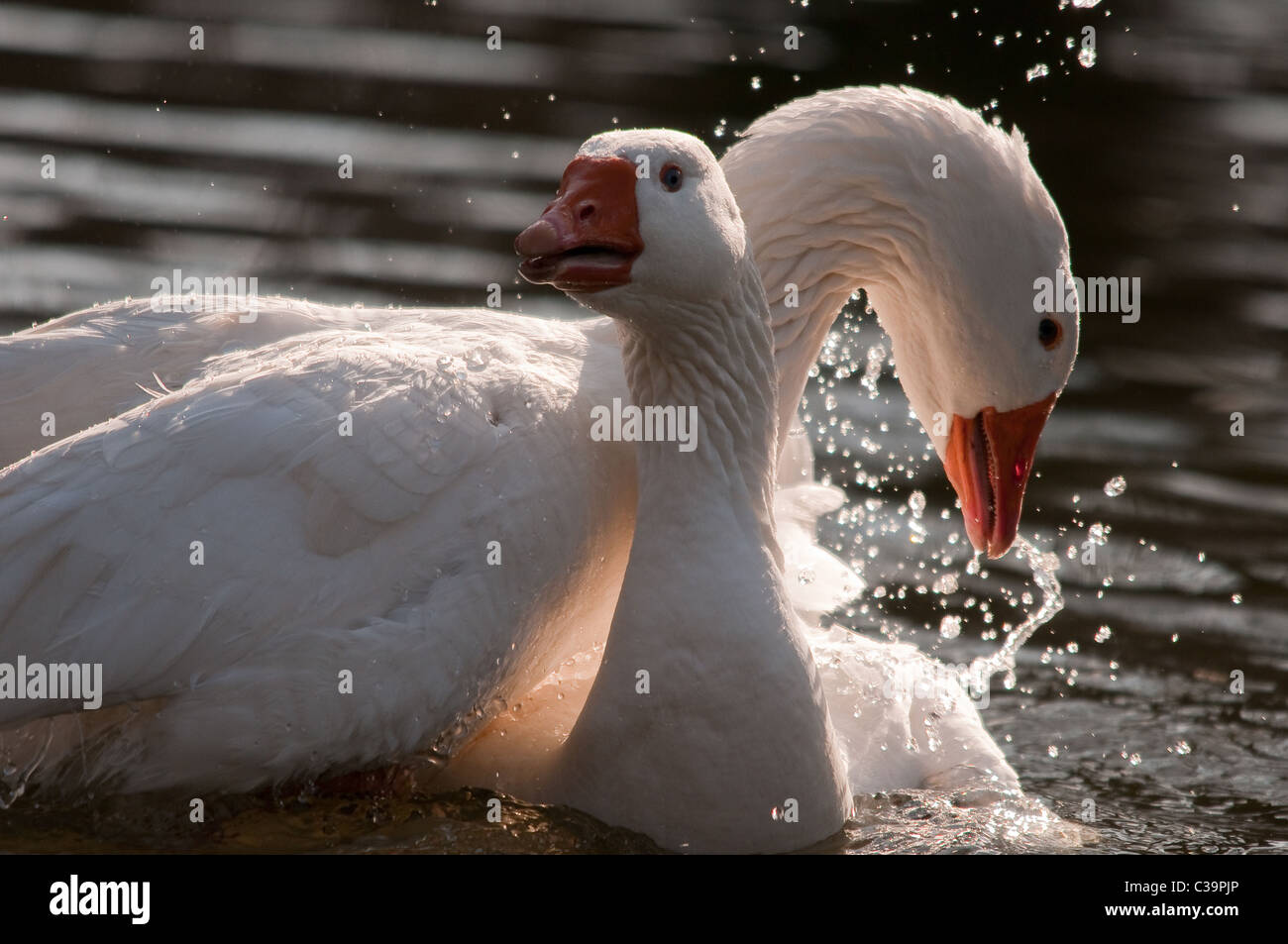 Embden geese during mating Stock Photo - Alamy