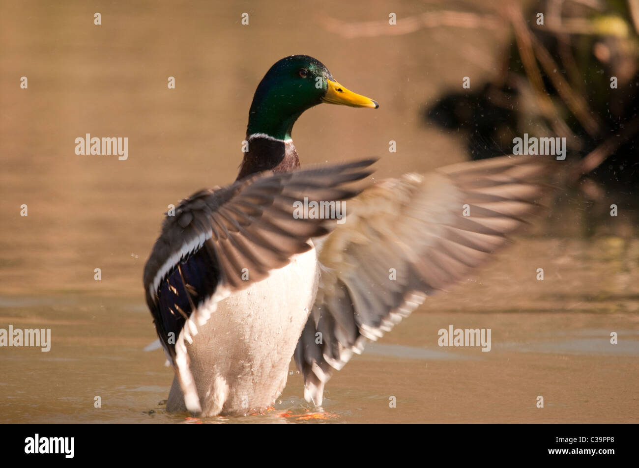 male mallard flapping his wings Stock Photo - Alamy