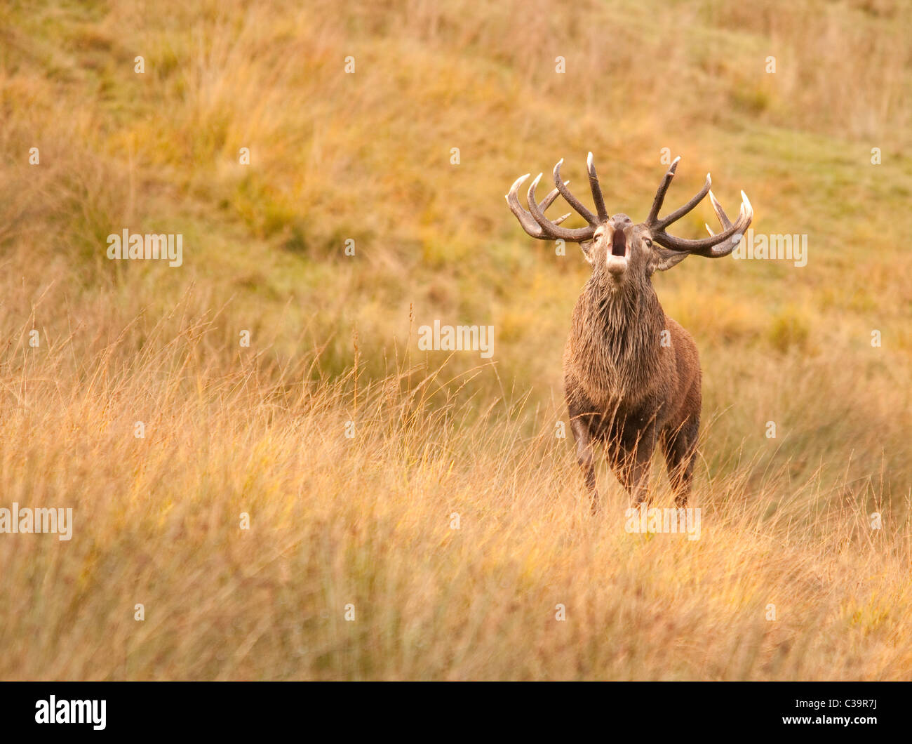 Red stag roar scotland hi-res stock photography and images - Alamy