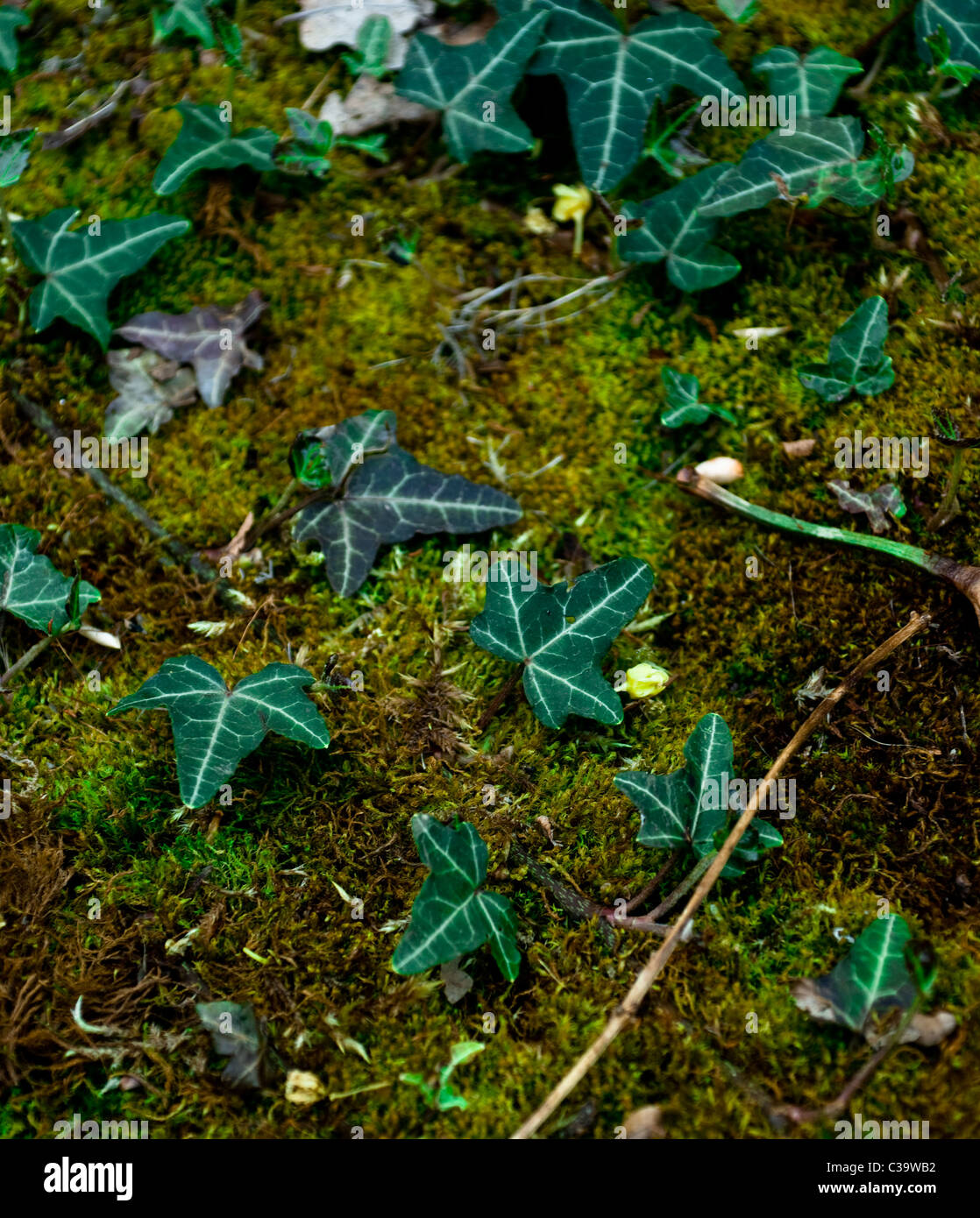 Ivy creeping on a bed of moss in a derelict disused London garden Stock ...