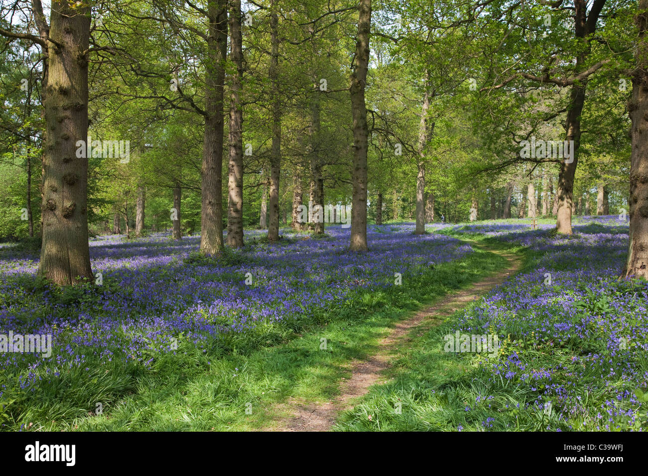 Bluebells in springtime Stock Photo - Alamy