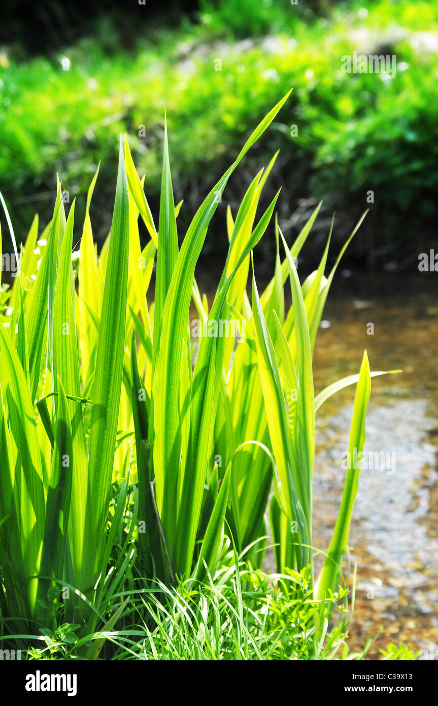 Reeds river bank riverbank hi-res stock photography and images - Alamy