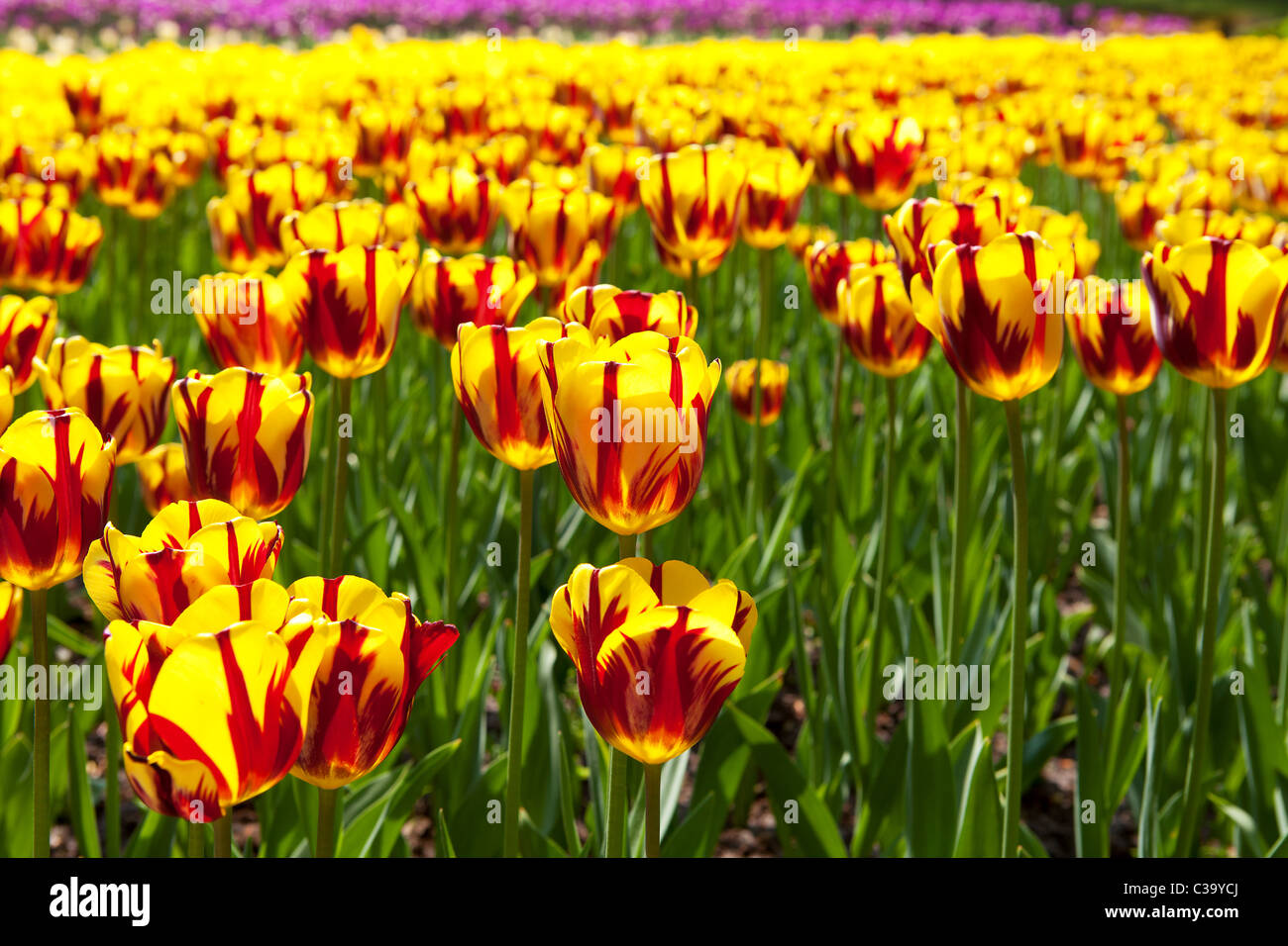 Dutch bulb field with colorful tulips in closeup Stock Photo - Alamy