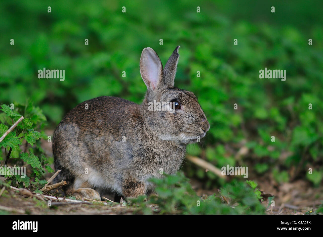 RABBIT Oryctolagus cuniculus Stock Photo - Alamy