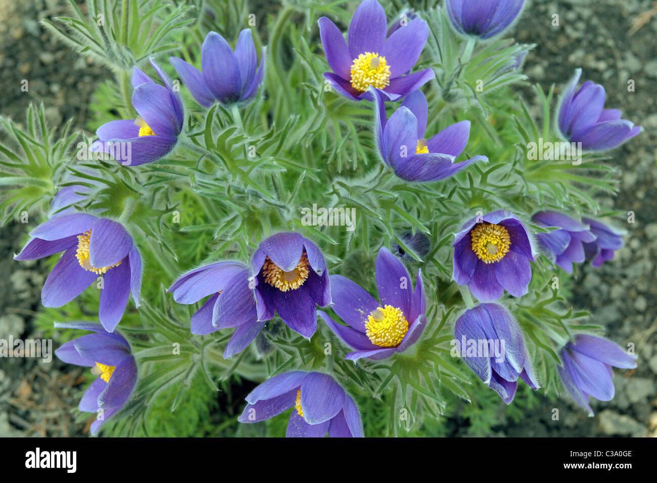 Pasque flowers spring blue purple flowers blooming Pulsatilla vulgaris ...