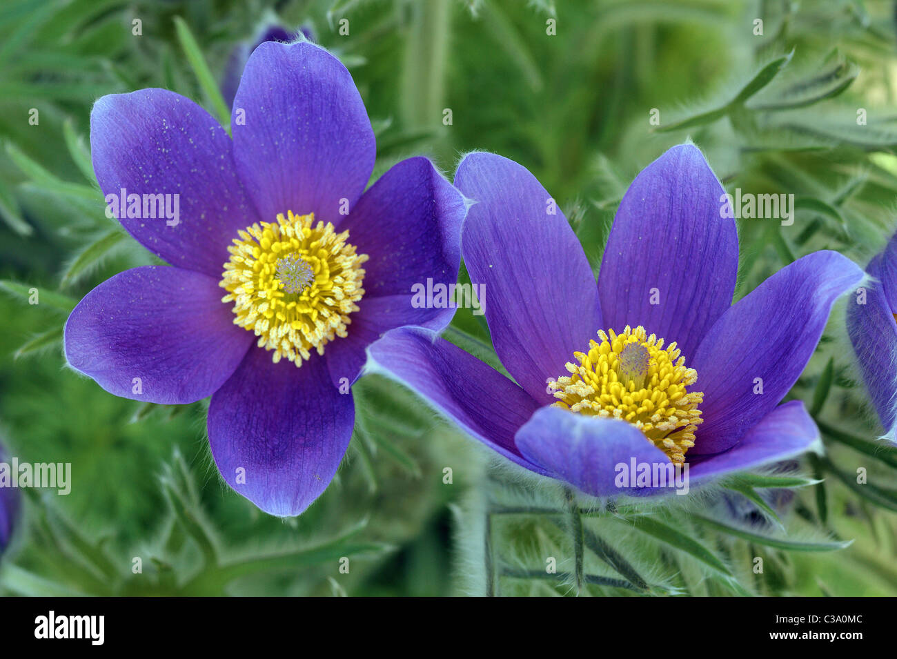 Two spring blue purple Pasque flowers close up Pulsatilla vulgaris ...