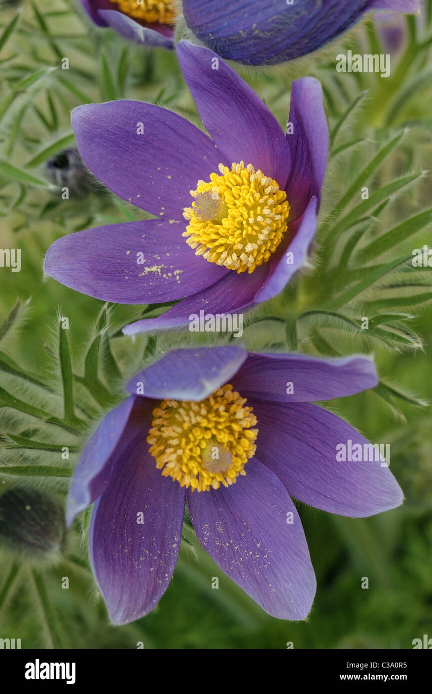 Two spring blue purple Pasque flowers close up Pulsatilla vulgaris ...