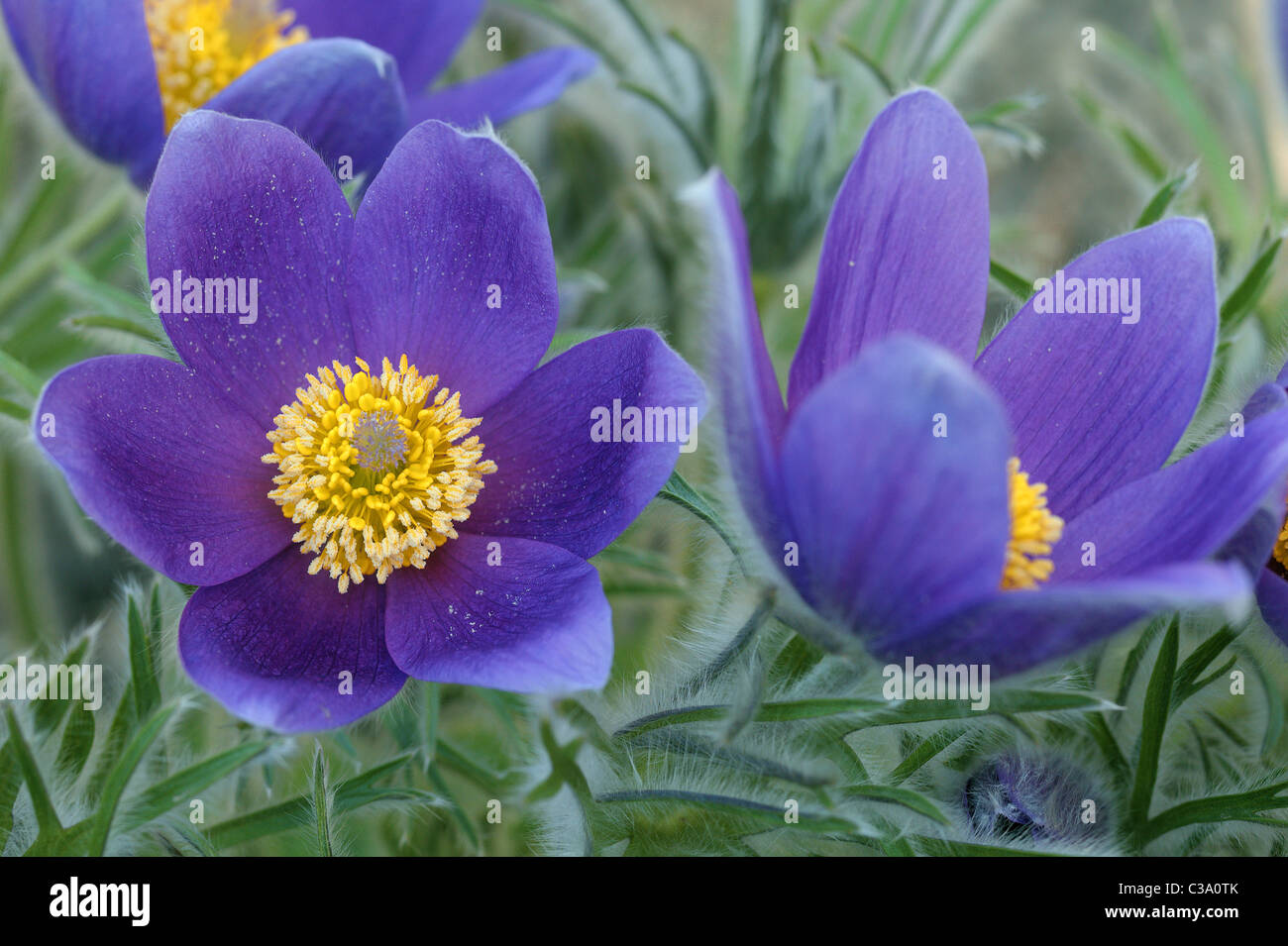 Two spring blue purple Pasque flowers close up Pulsatilla vulgaris ...