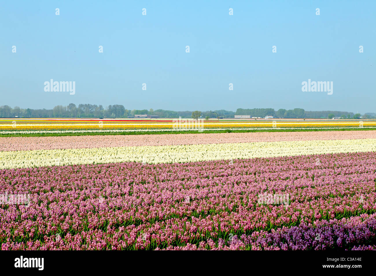 Dutch bulb field of pink and colorful hyacinths Stock Photo - Alamy