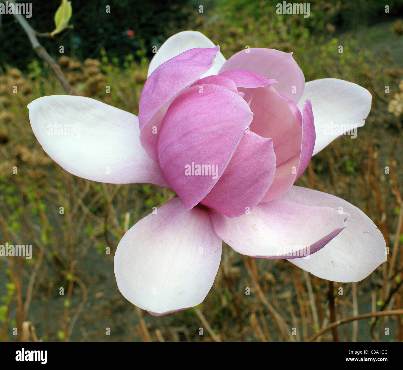 Magnolia grandiflora pink big spring flower close up Stock Photo - Alamy