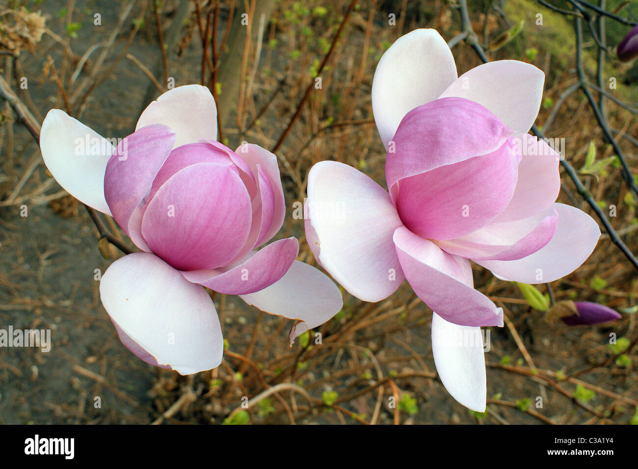 Magnolia grandiflora pink big spring flower close up Stock Photo - Alamy