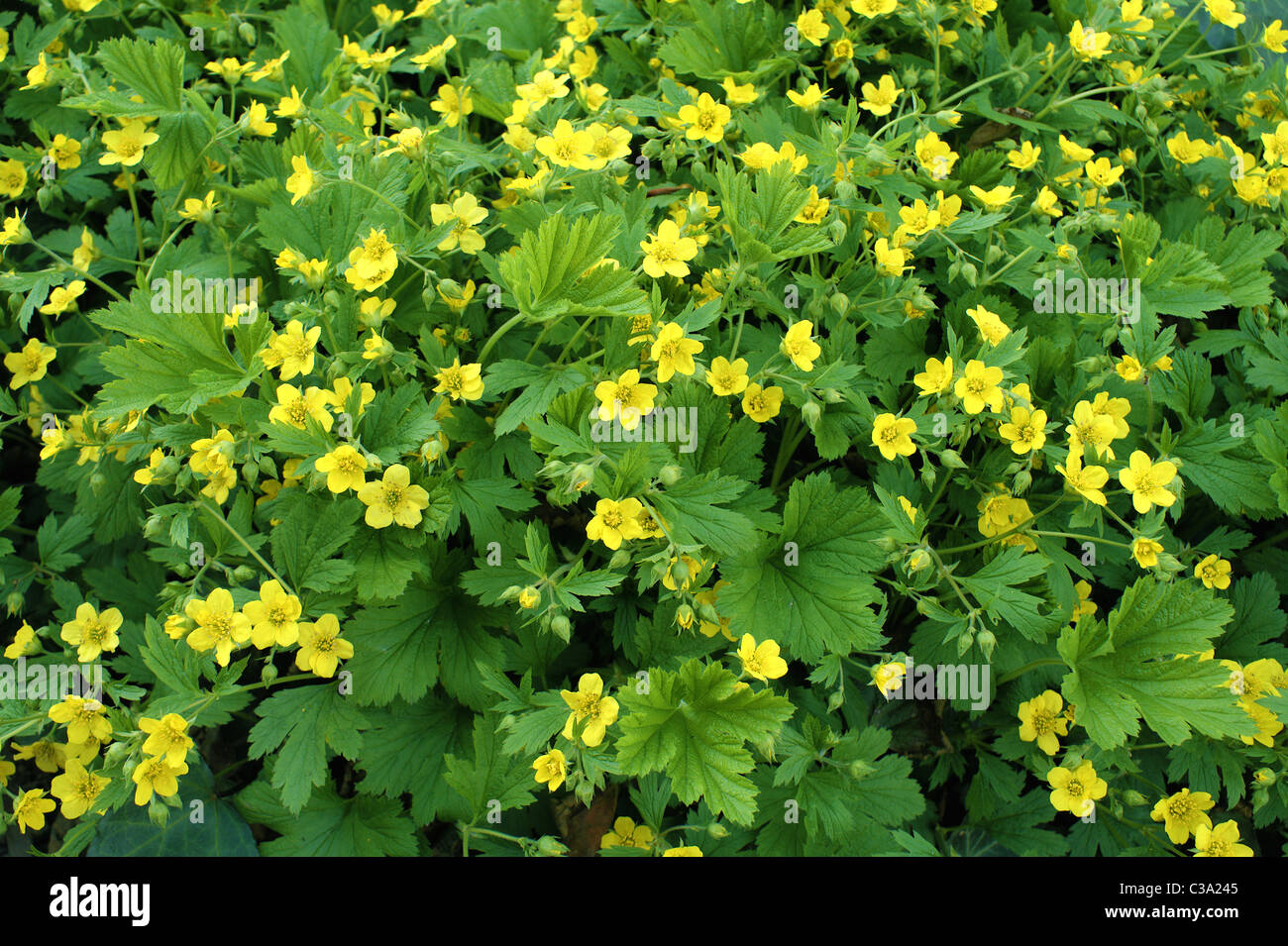 Waldsteinia geoides hi-res stock photography and images - Alamy