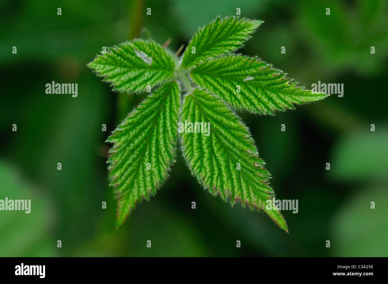 Palmate hi-res stock photography and images - Alamy