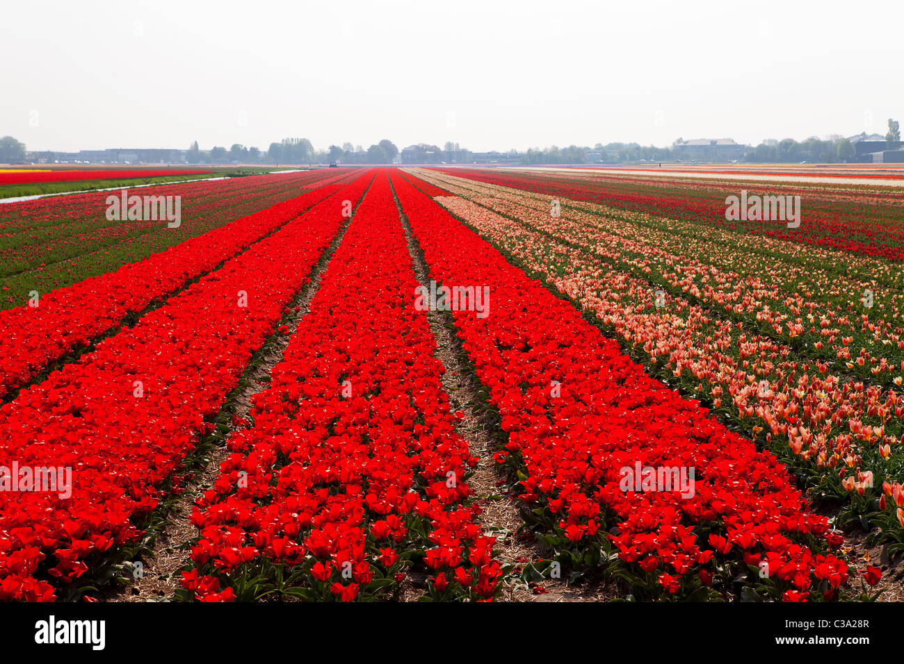 Typical Dutch bulb field with red tulips Stock Photo - Alamy
