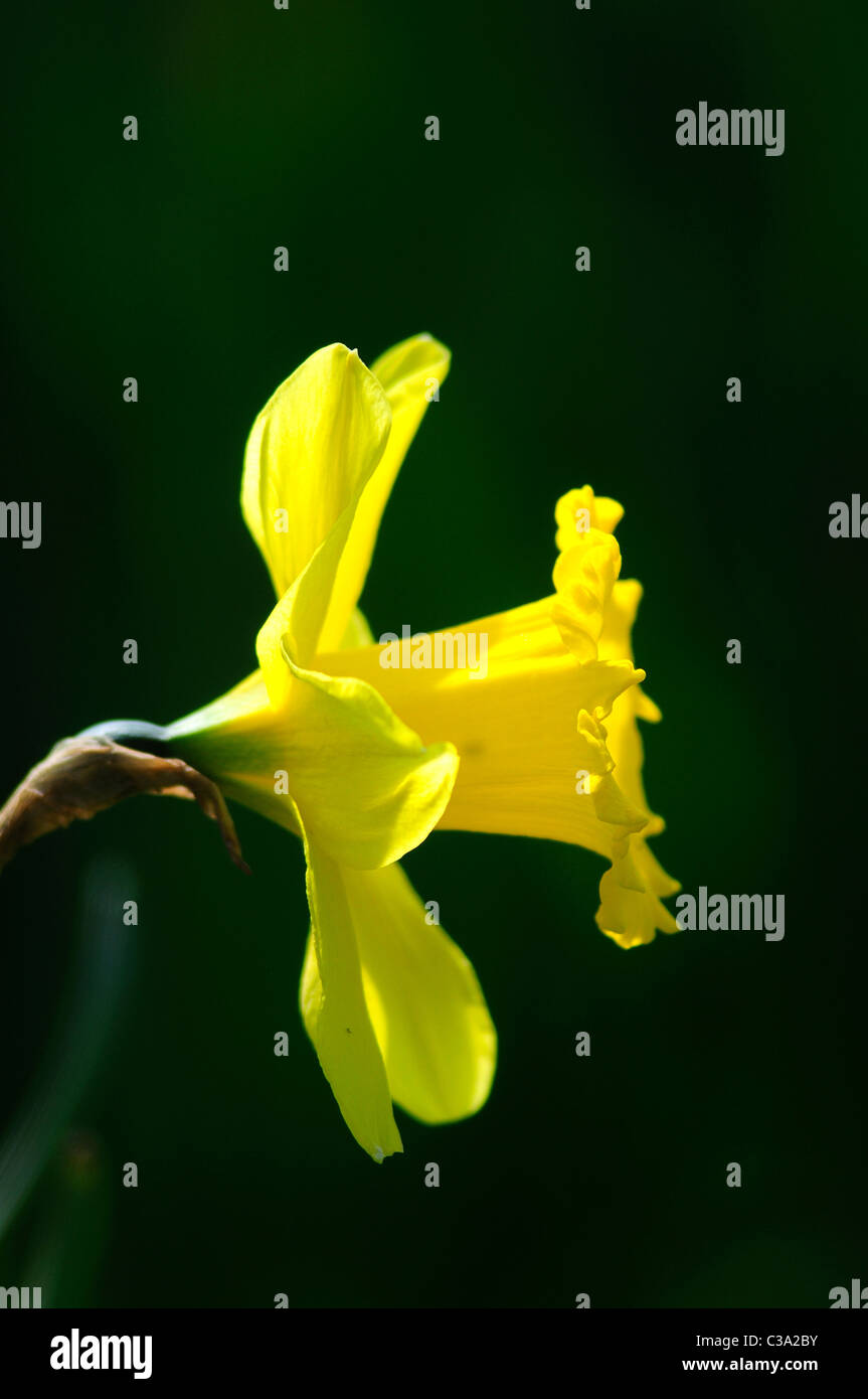Narcissus flower side view hi-res stock photography and images - Alamy