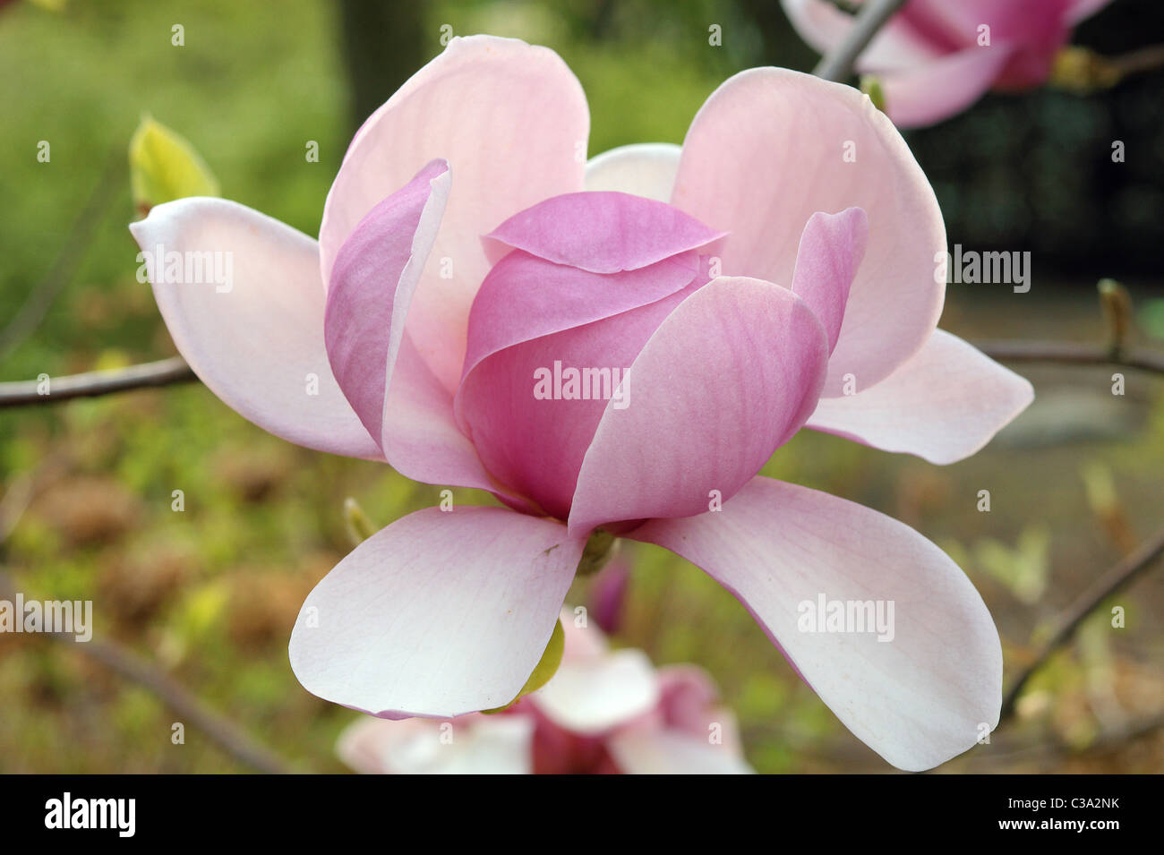 Magnolia grandiflora pink big spring flower close up Stock Photo - Alamy