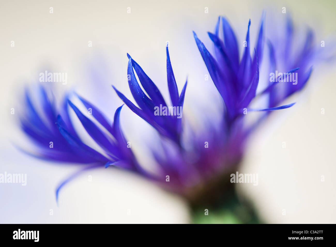 Centaurea montana. Perennial cornflower, Mountain bluet, Knapweed ...