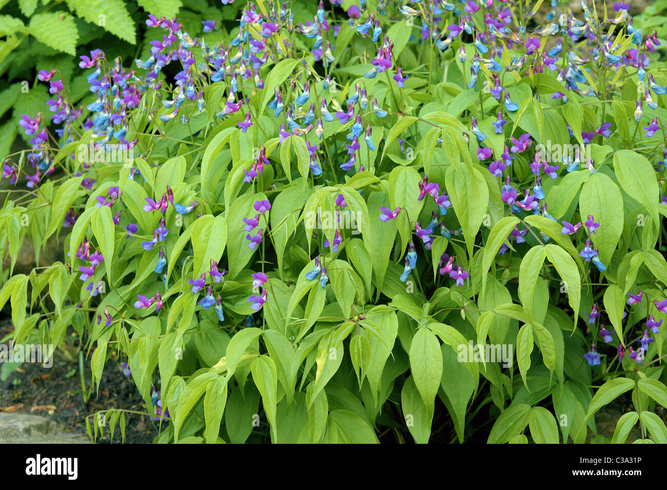 Lathyrus Vernus High Resolution Stock Photography and Images - Alamy