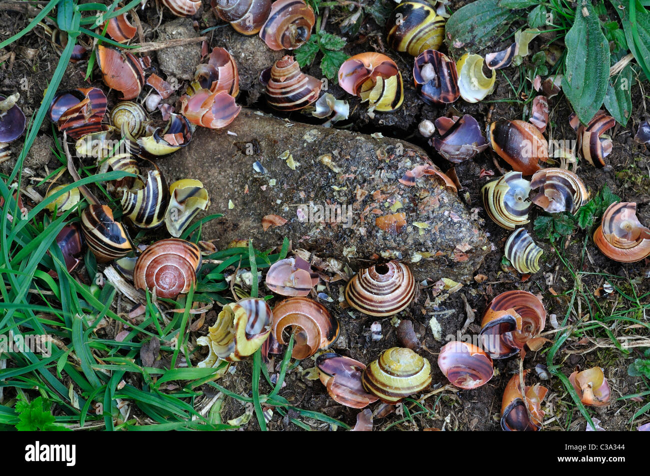 The stone which is used by song thrushes to break the shells of snails ...