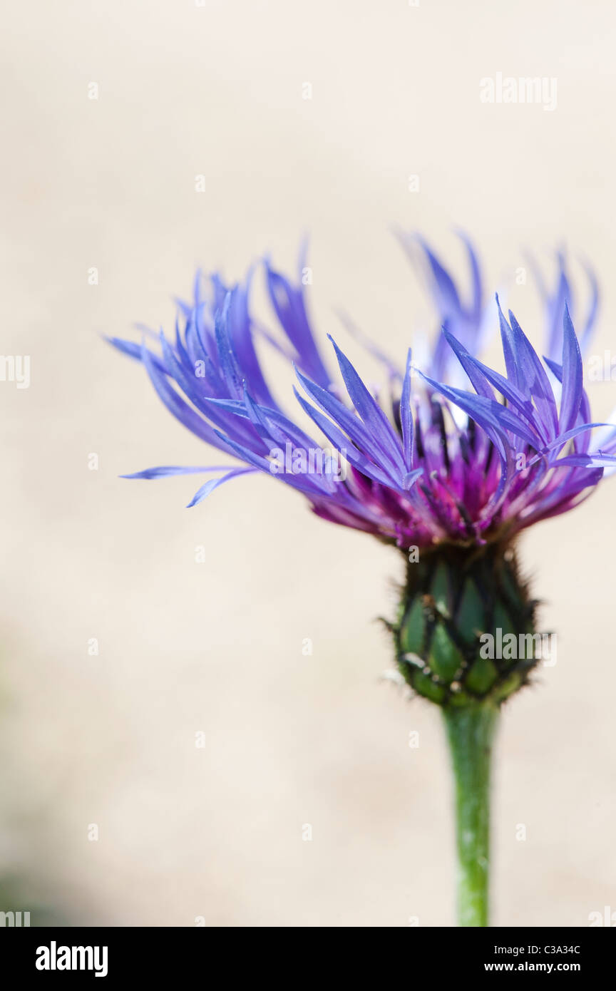 Centaurea montana. Perennial cornflower, Mountain bluet, Knapweed ...