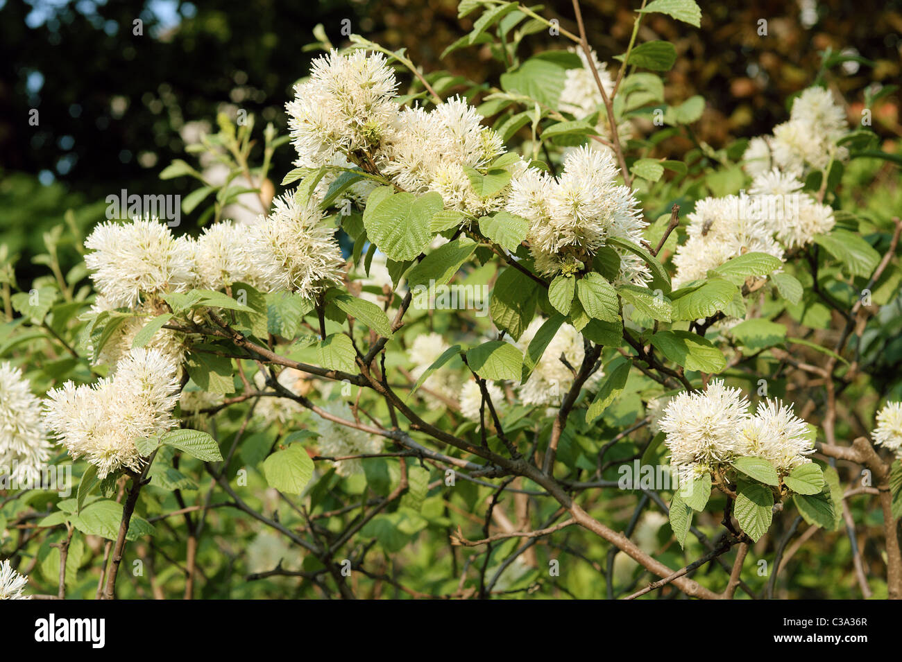 Fothergilla major hi-res stock photography and images - Alamy