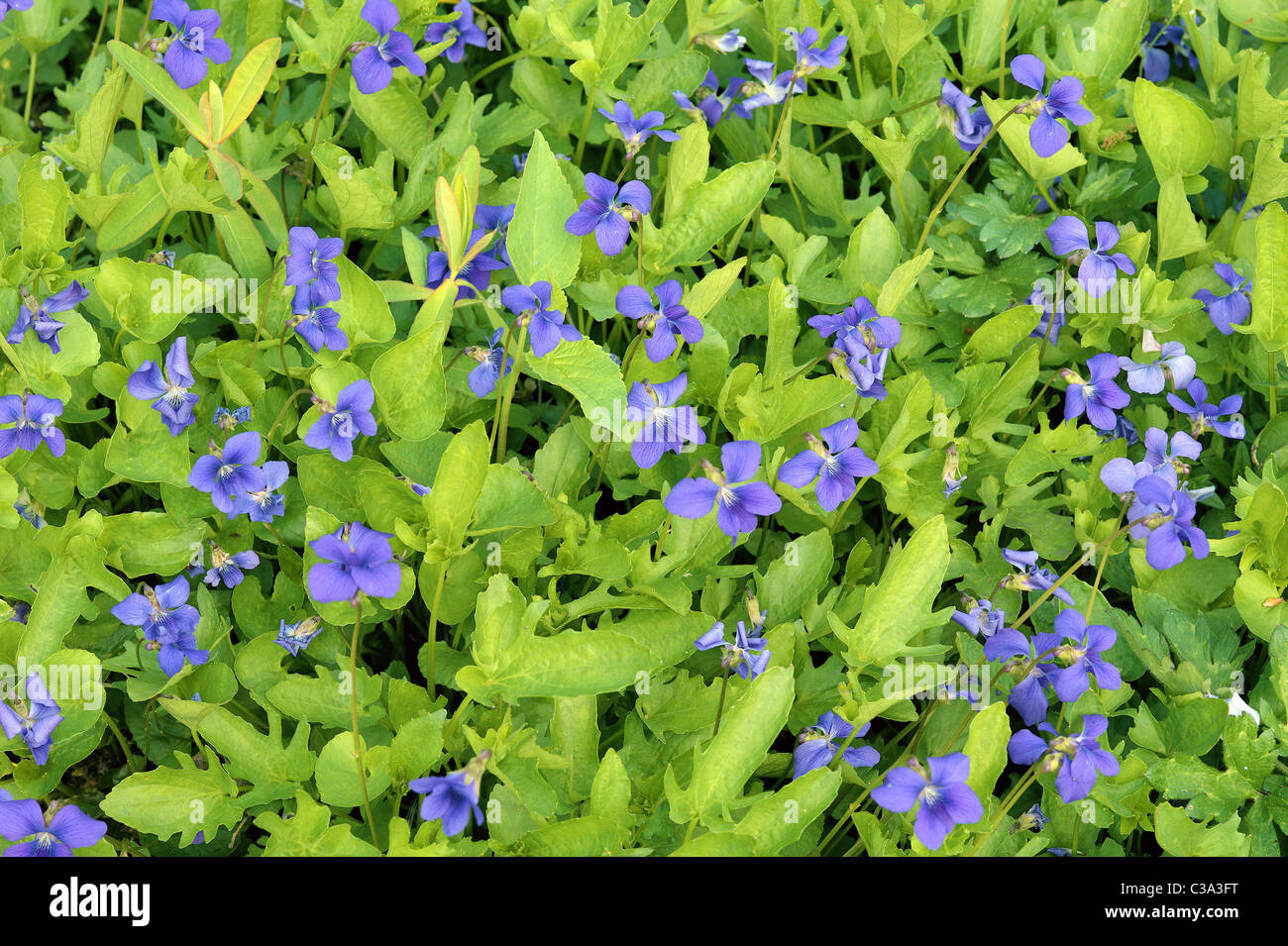 Early blue violet flowers blooming Viola palmata Stock Photo - Alamy