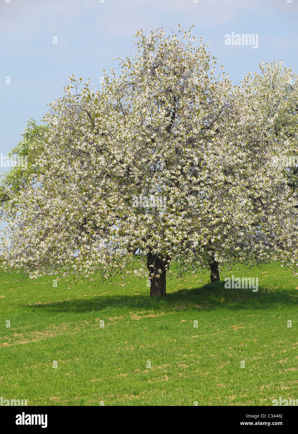 Old cherry tree blooming in a spring sunny day Stock Photo - Alamy