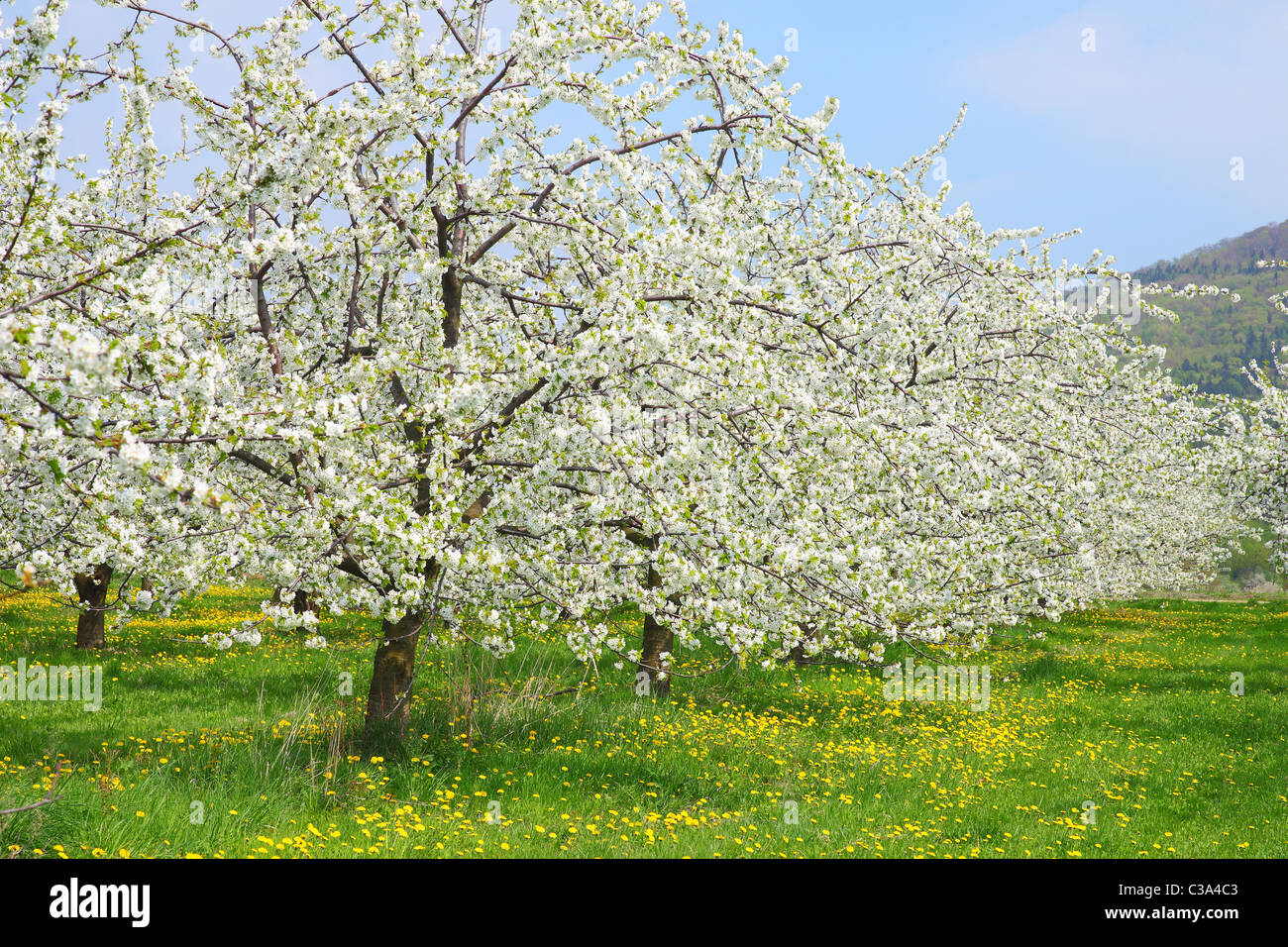 Cherry trees in full bloom spring cherry orchard Stock Photo - Alamy